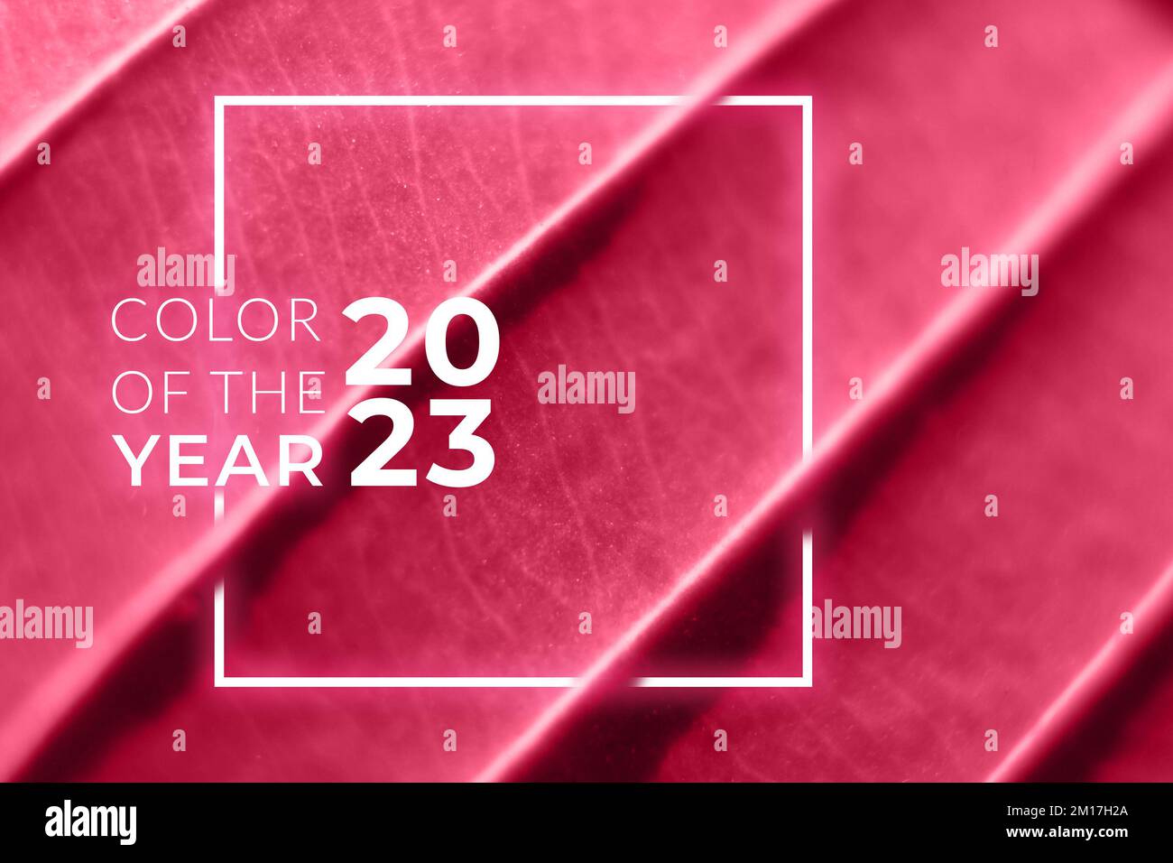 Defocus color of the year 2023. pink peony flower with water drop. Pink ...