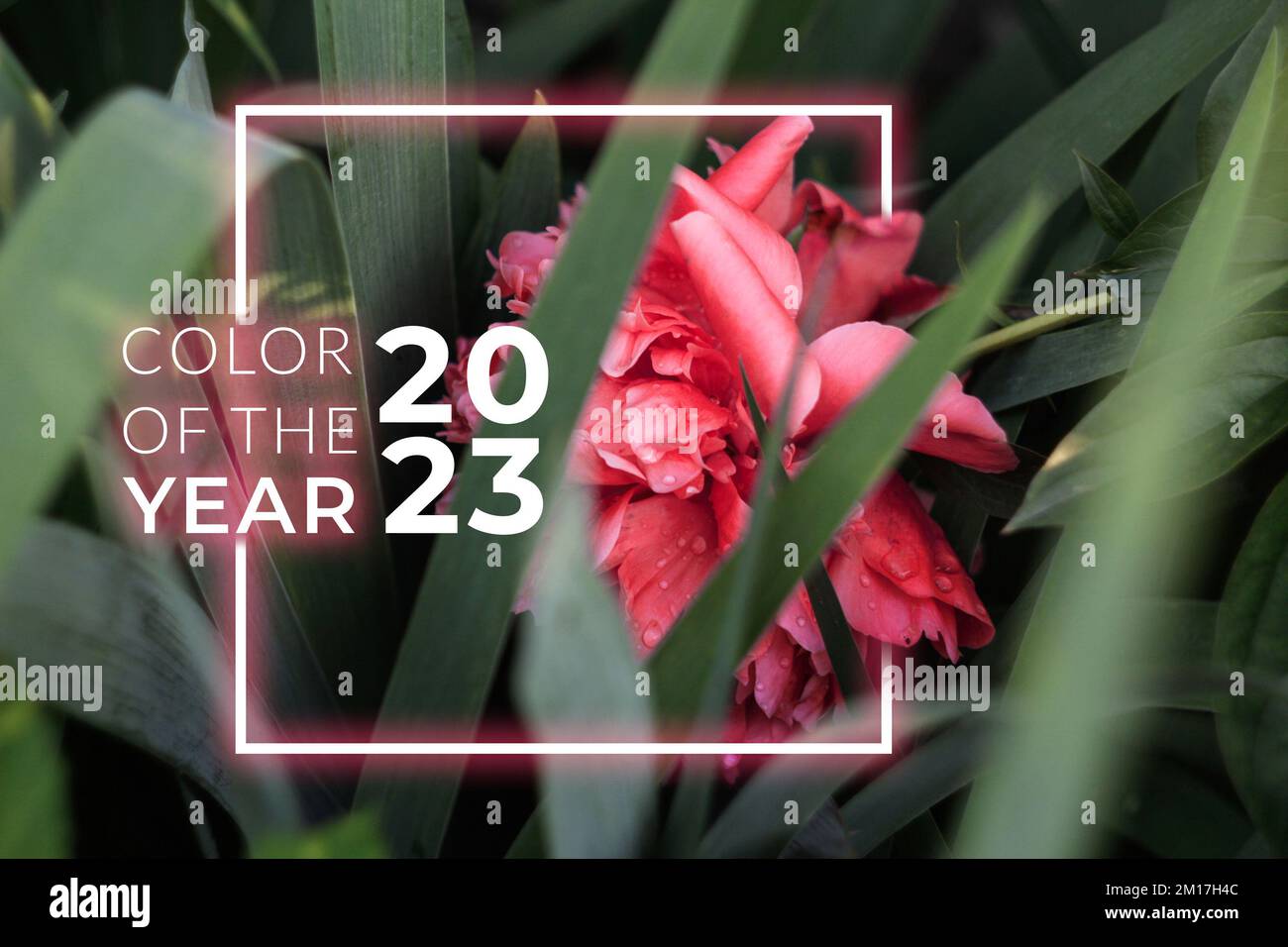 Defocus viva magenta. Color of the year 2023. Pantone. pink peony ...