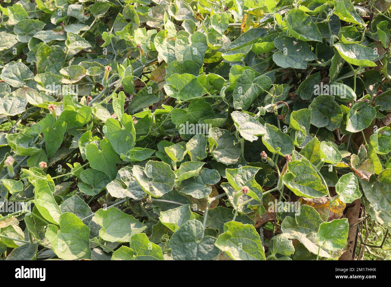 Pointed gourd field hi-res stock photography and images - Alamy