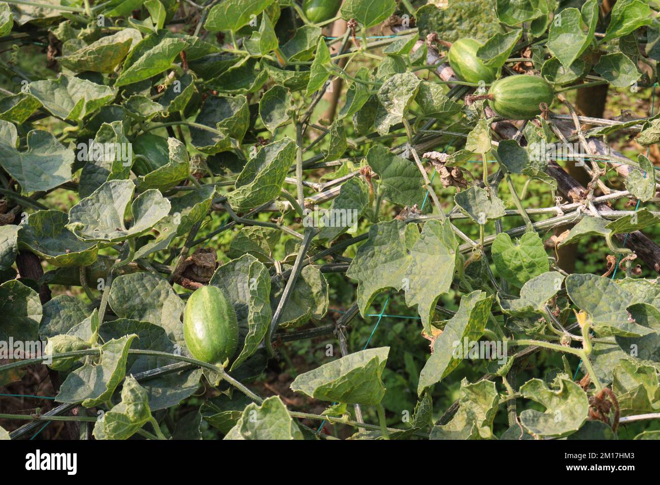 green colored pointed gourd on tree in farm for harvest Stock Photo - Alamy