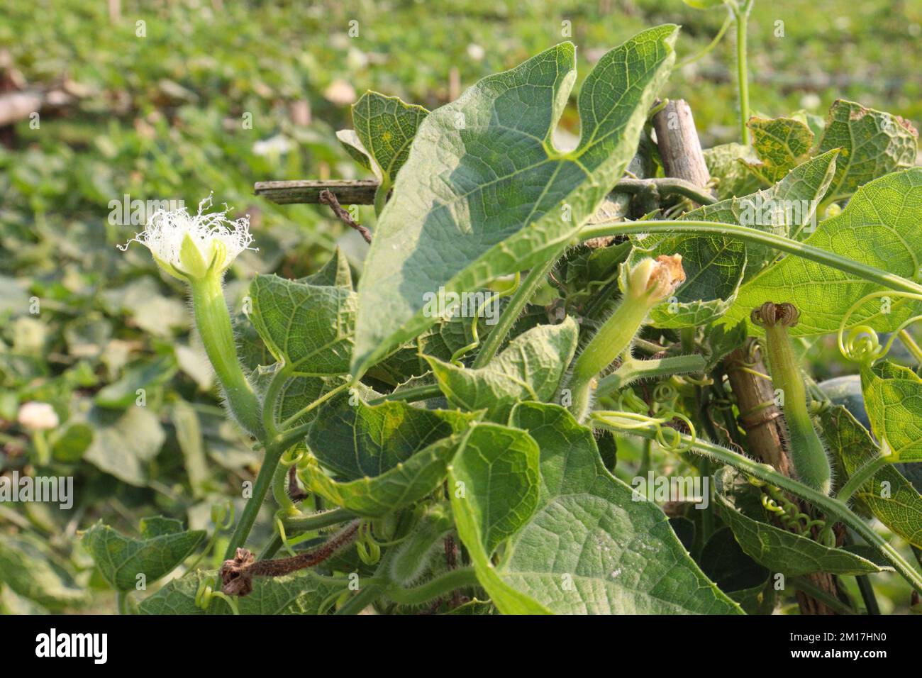 Pointed gourd field hi-res stock photography and images - Alamy