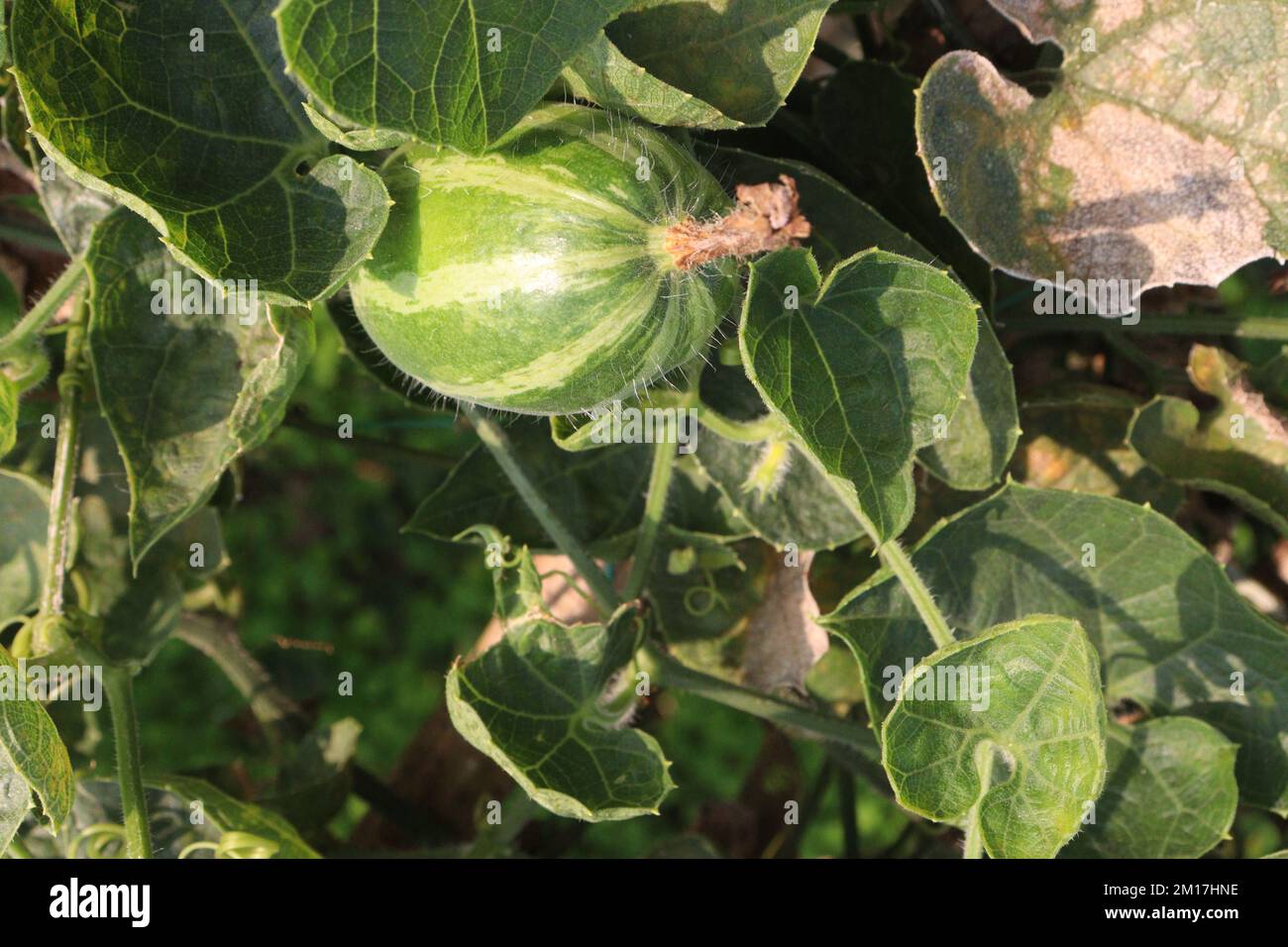 Pointed gourd field hi-res stock photography and images - Alamy