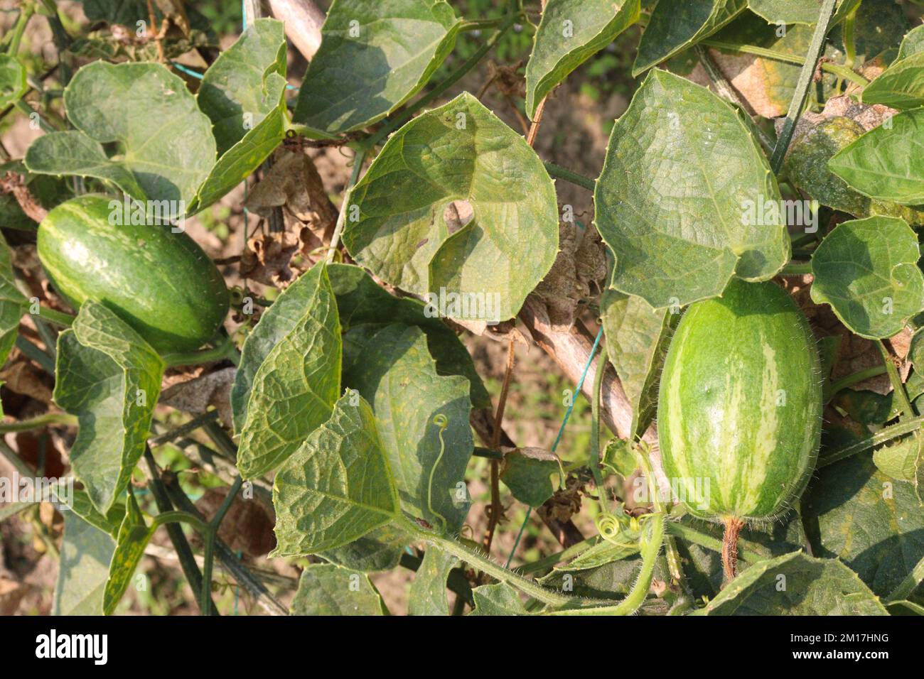 Pointed gourd field hi-res stock photography and images - Alamy