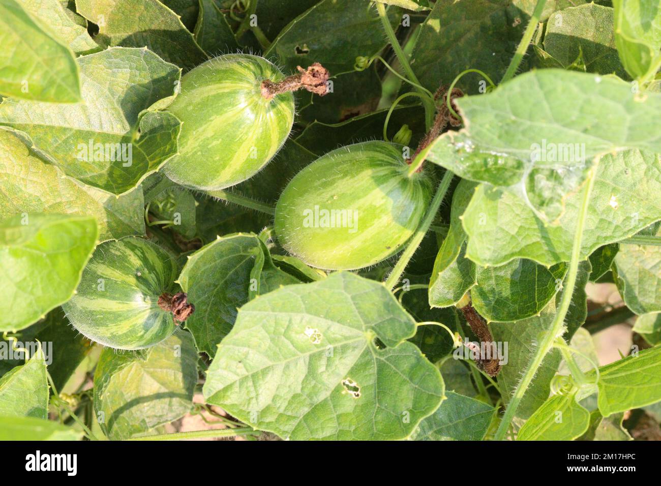green colored pointed gourd on tree in farm for harvest Stock Photo - Alamy