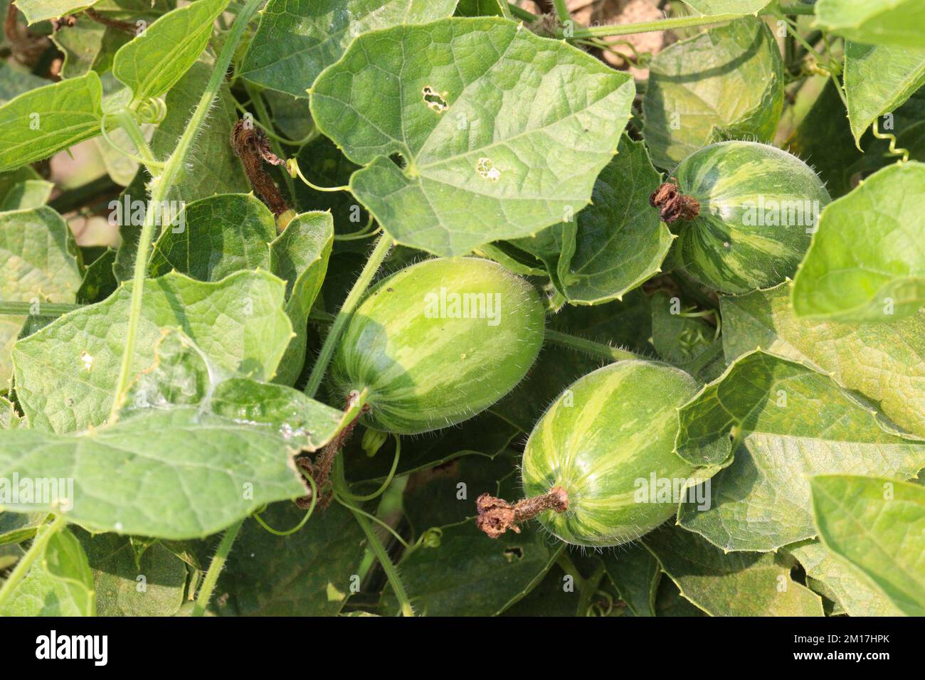 Pointed gourd field hi-res stock photography and images - Alamy