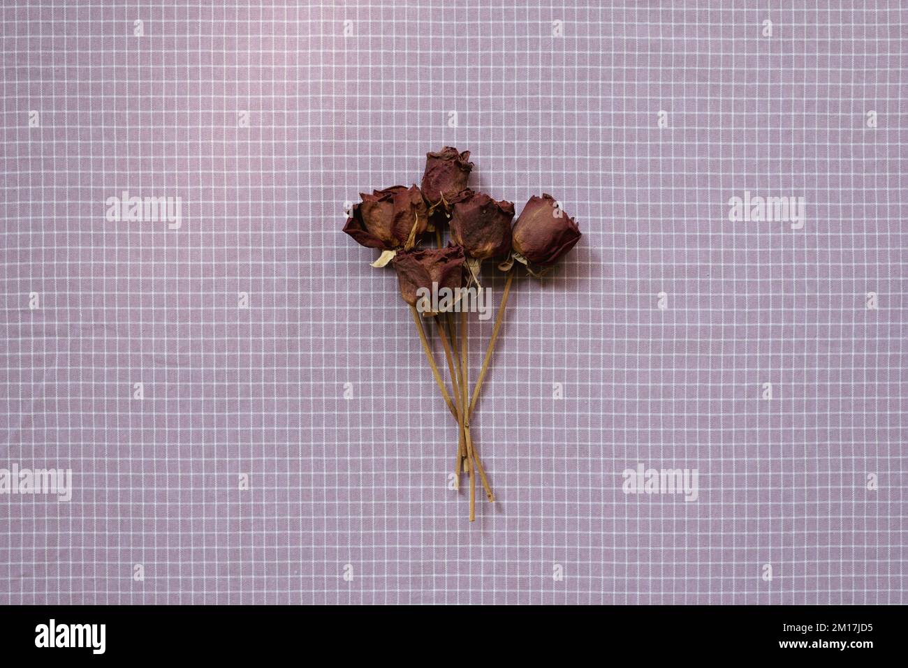 Red dry rose flowers on purple check pattern fabric background. top ...