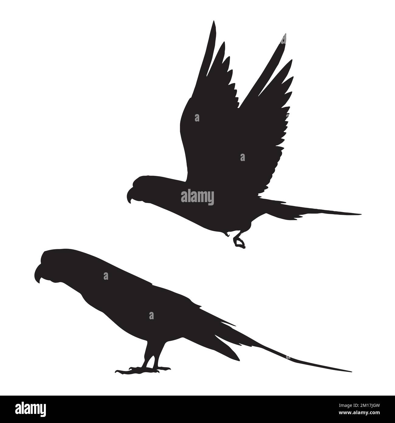 Black parrot drawing hi-res stock photography and images - Alamy
