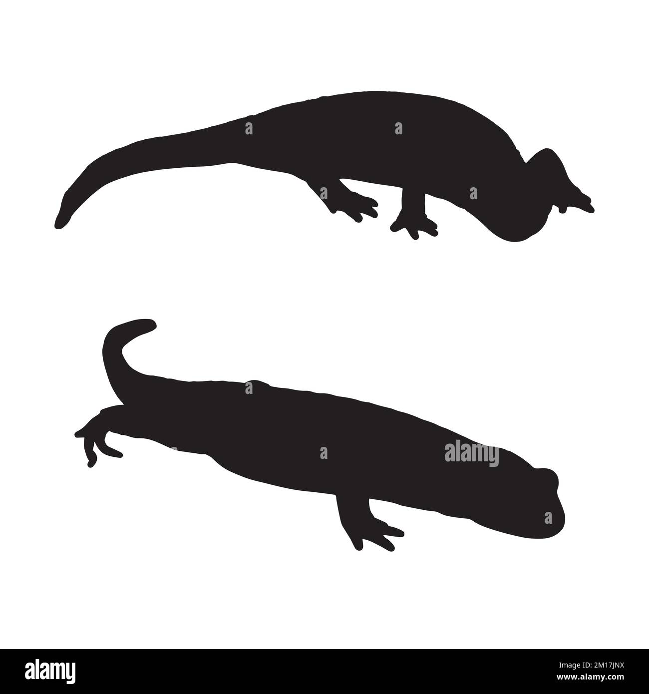 Salamander drawing Black and White Stock Photos & Images - Alamy