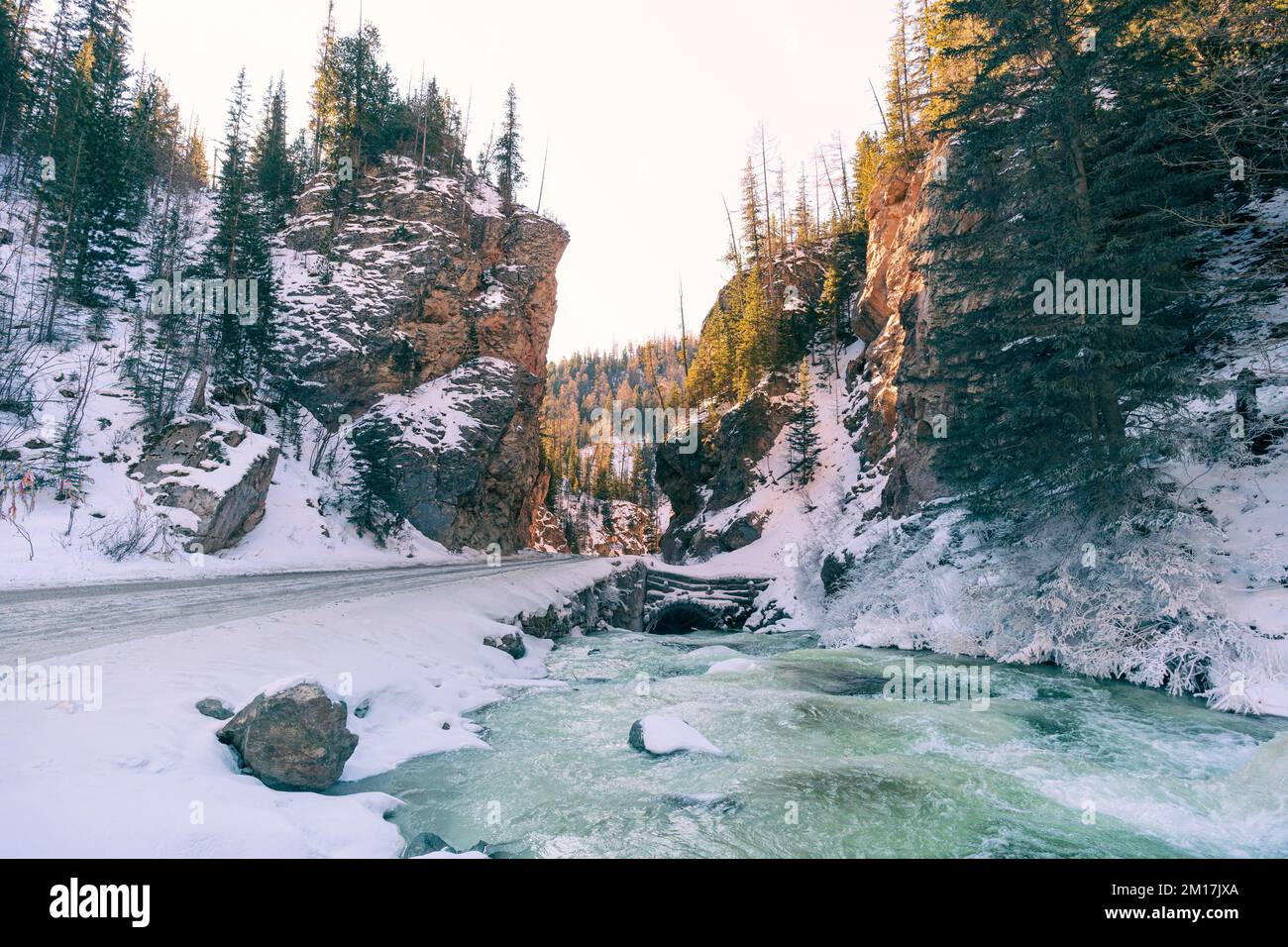the turquoise river flows in winter among the mountains and fir trees ...