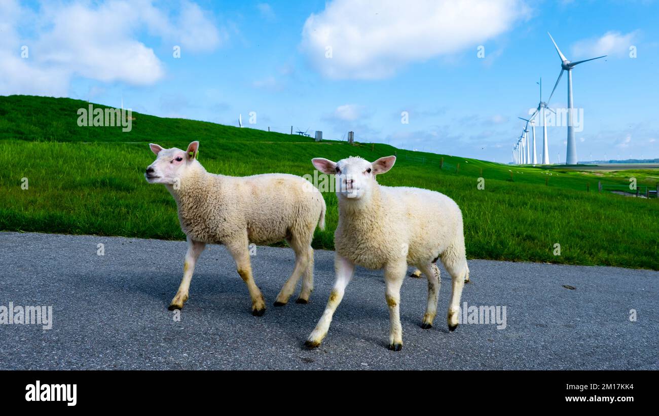 Dutch sheep at the green dike at Windmill park with windmills turbines ...