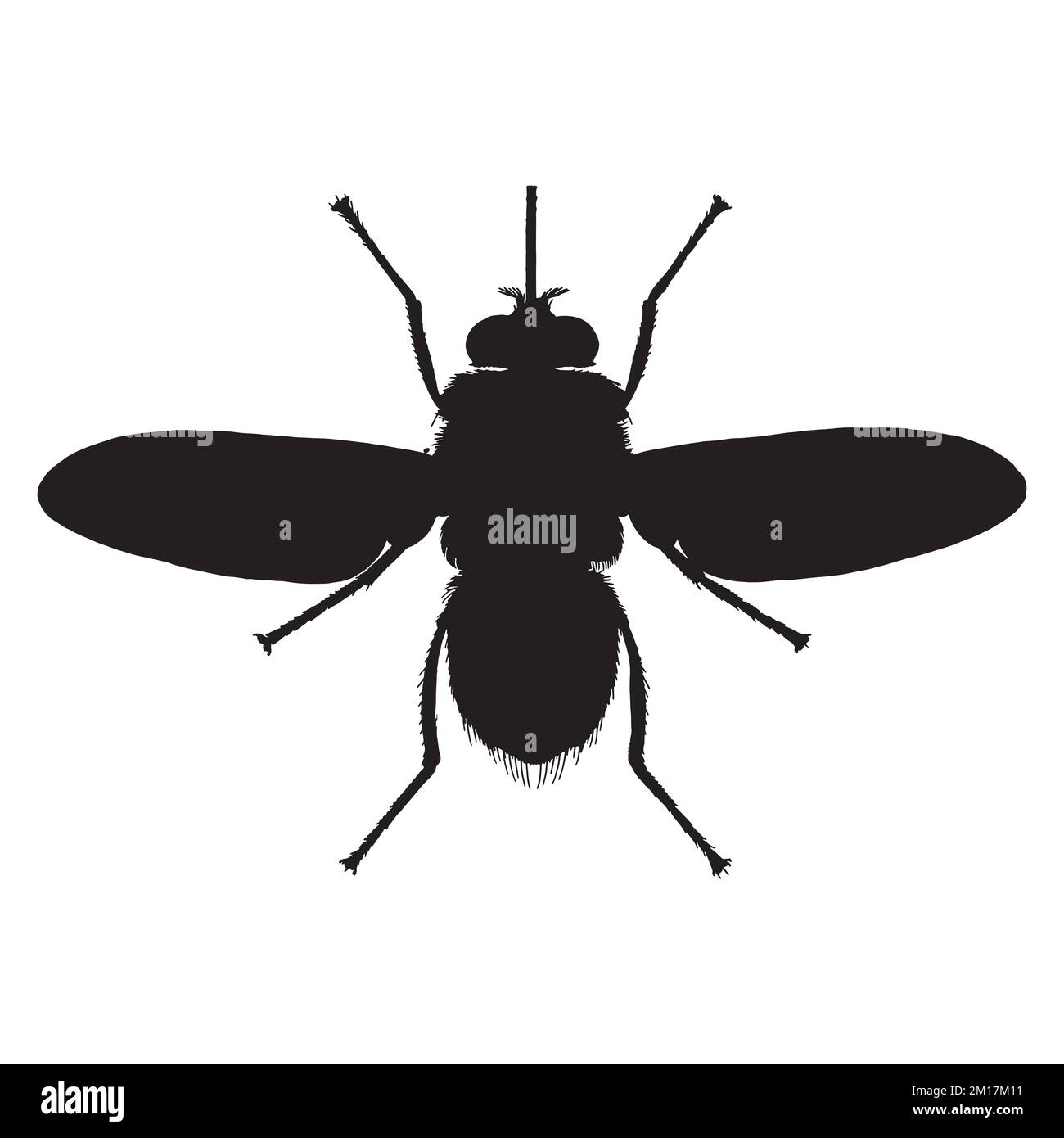 Vector Illustration of Tsetse Fly Silhouette Stock Vector Image & Art ...
