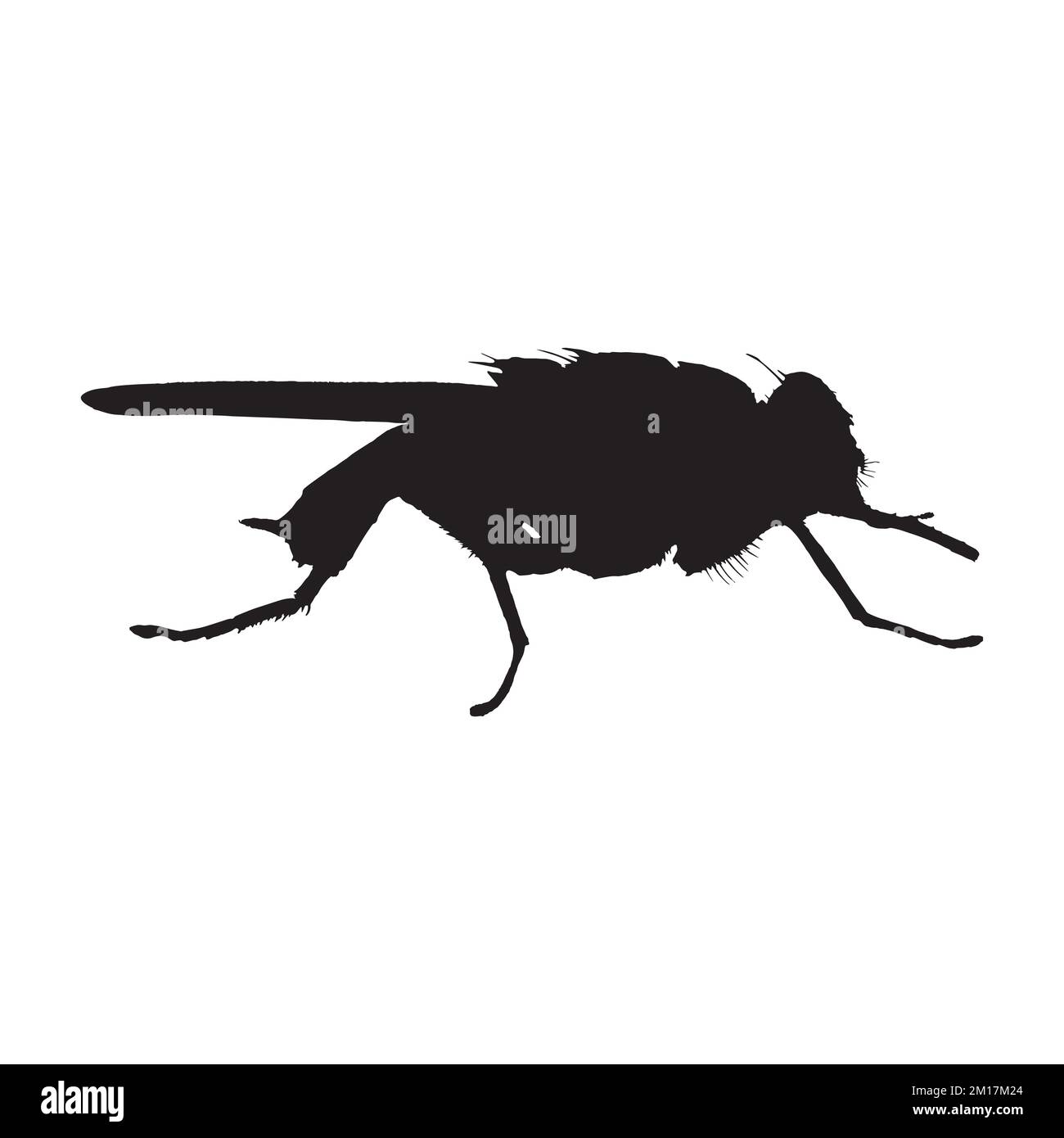 Vector Illustration of Tsetse Fly Silhouette Stock Vector Image & Art ...