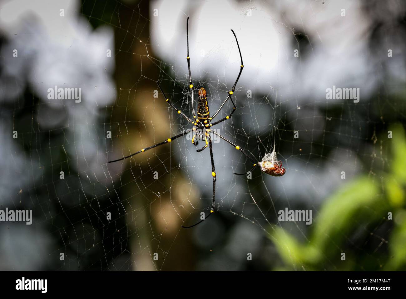 Insects of java hi-res stock photography and images - Alamy