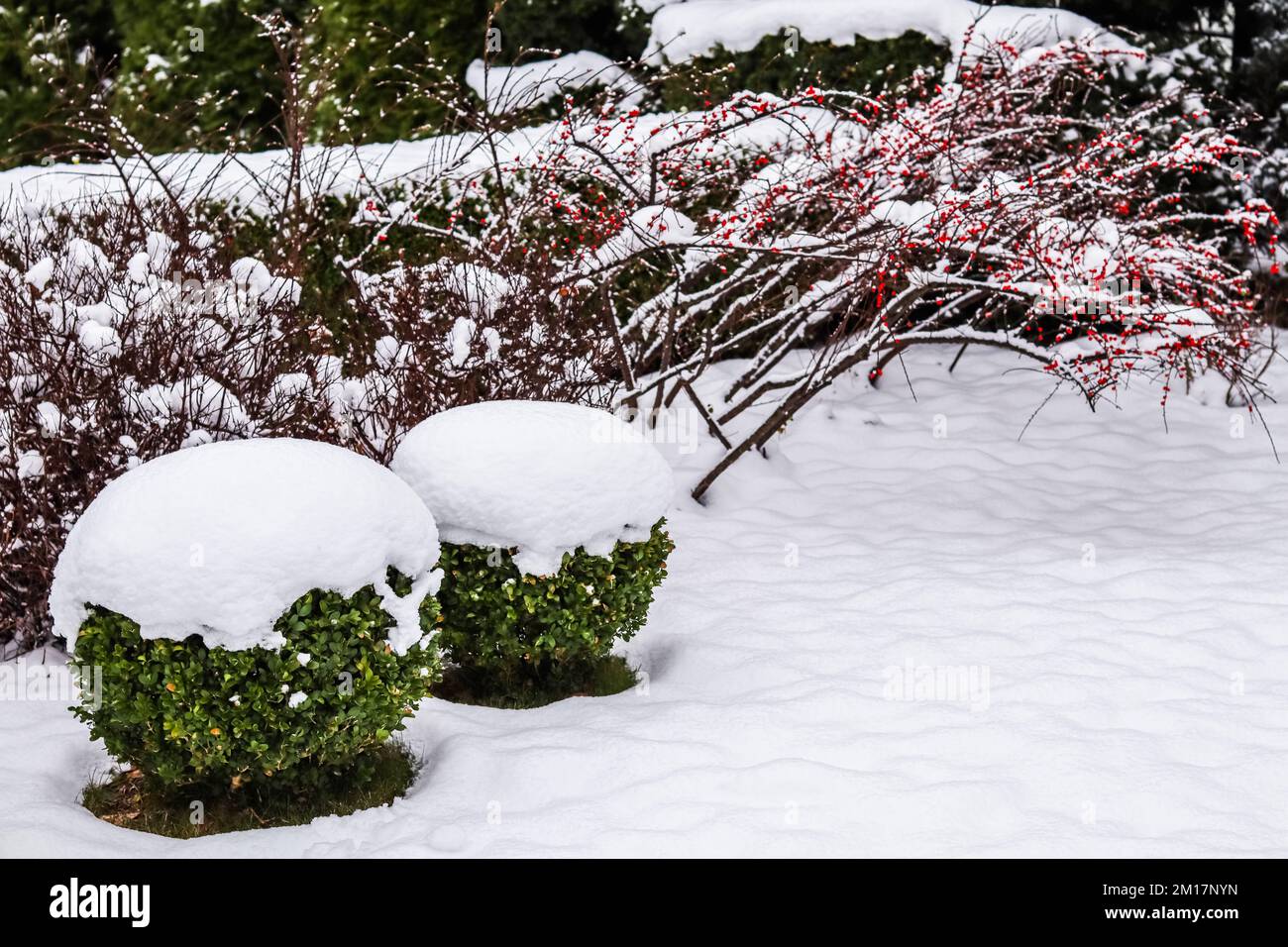Winter garden with decorative shrubs and shaped yew and boxwood, Buxus ...