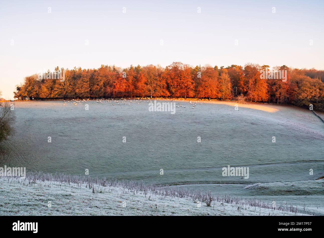 Winter trees and frost at sunrise through the Hatherop estate in the ...