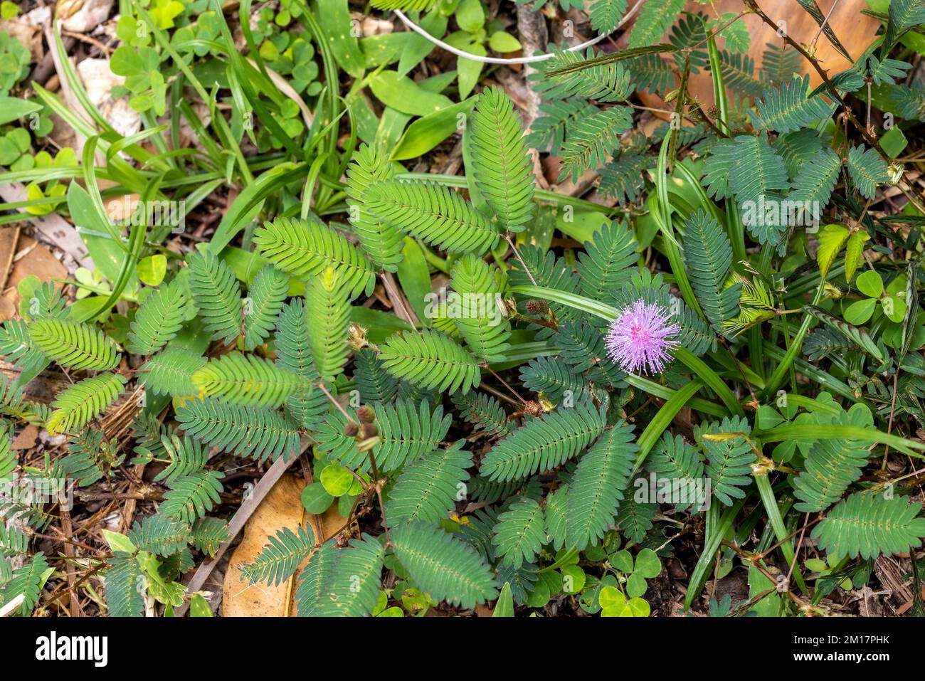 Mimosa weed hi-res stock photography and images - Alamy