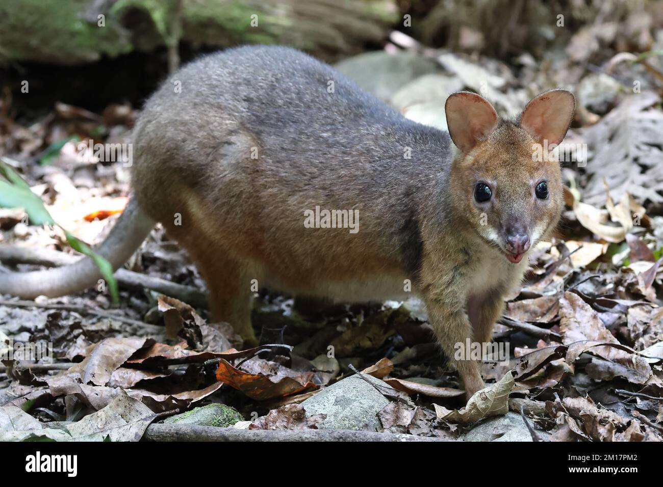 Australian Red-legged Pademelon in rainforest Stock Photo - Alamy