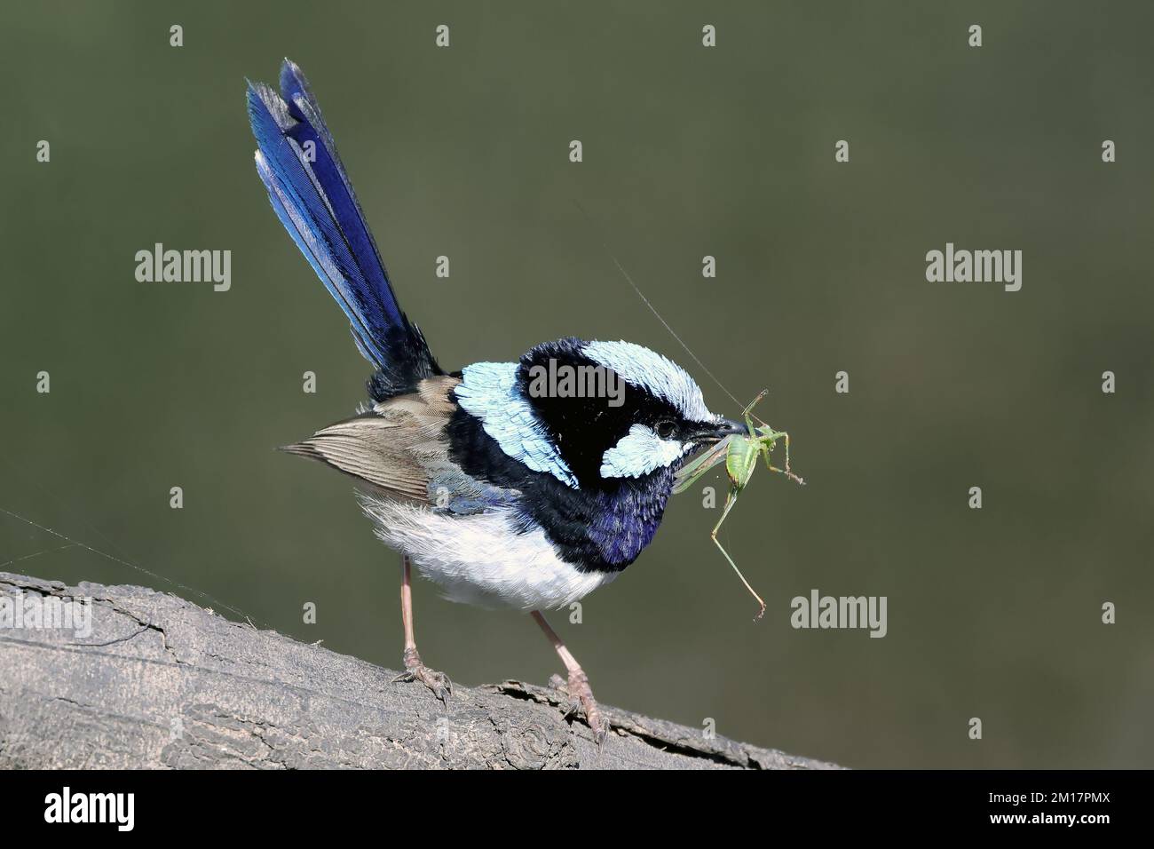 Male Superb Fairywren with food in beak Stock Photo - Alamy
