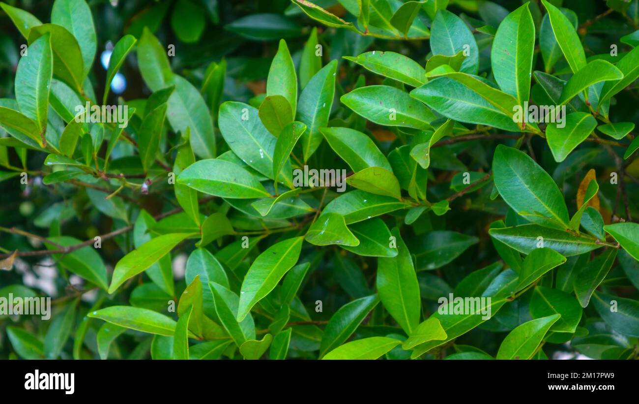 beautiful green leaves as background Stock Photo - Alamy