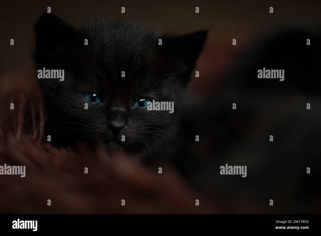 A portrait of a beautiful black kitten with blue eyes with blur ...