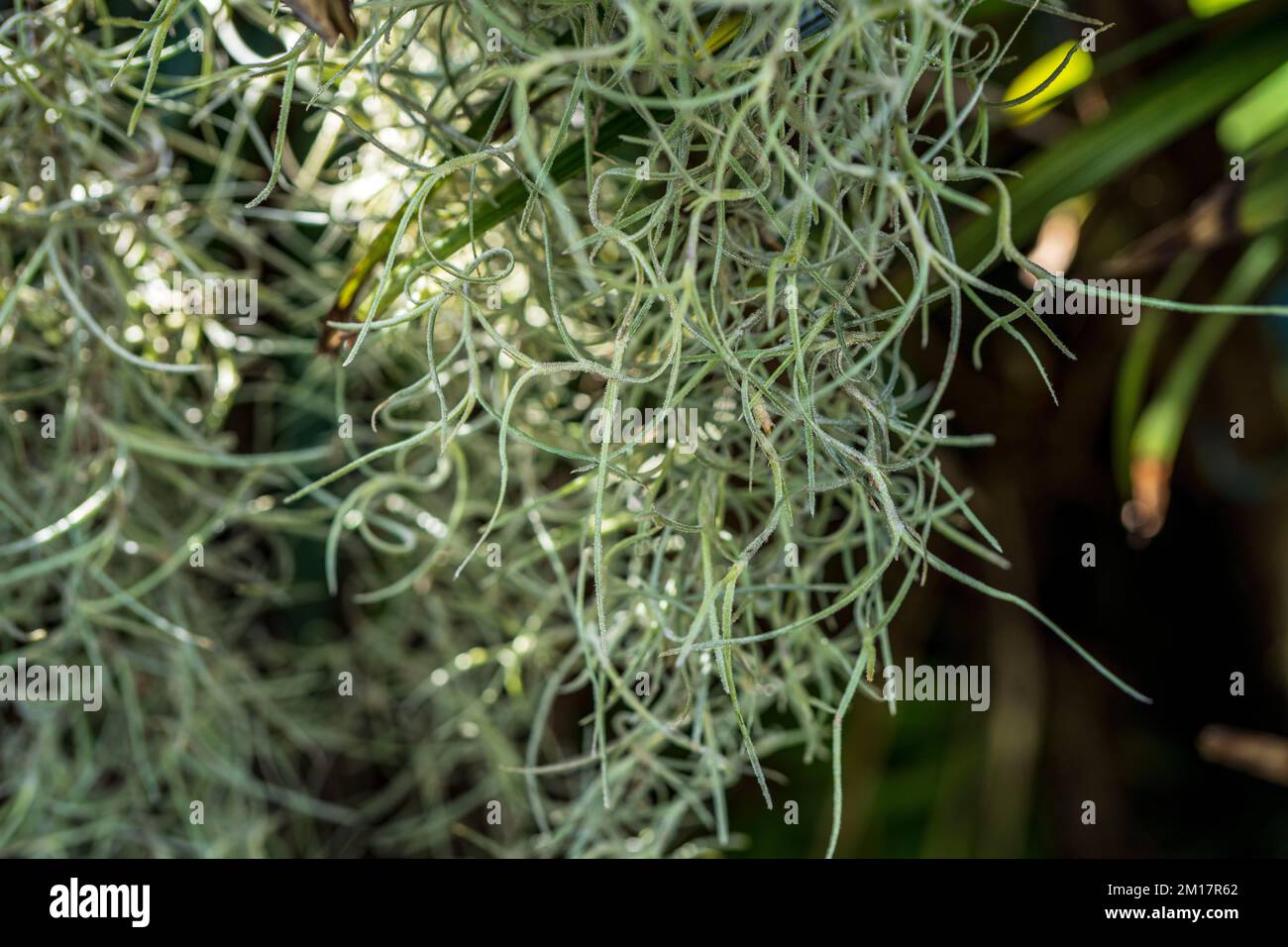 A closeup of Tillandsia Usneoides, Spanish Moss plants with blur ...