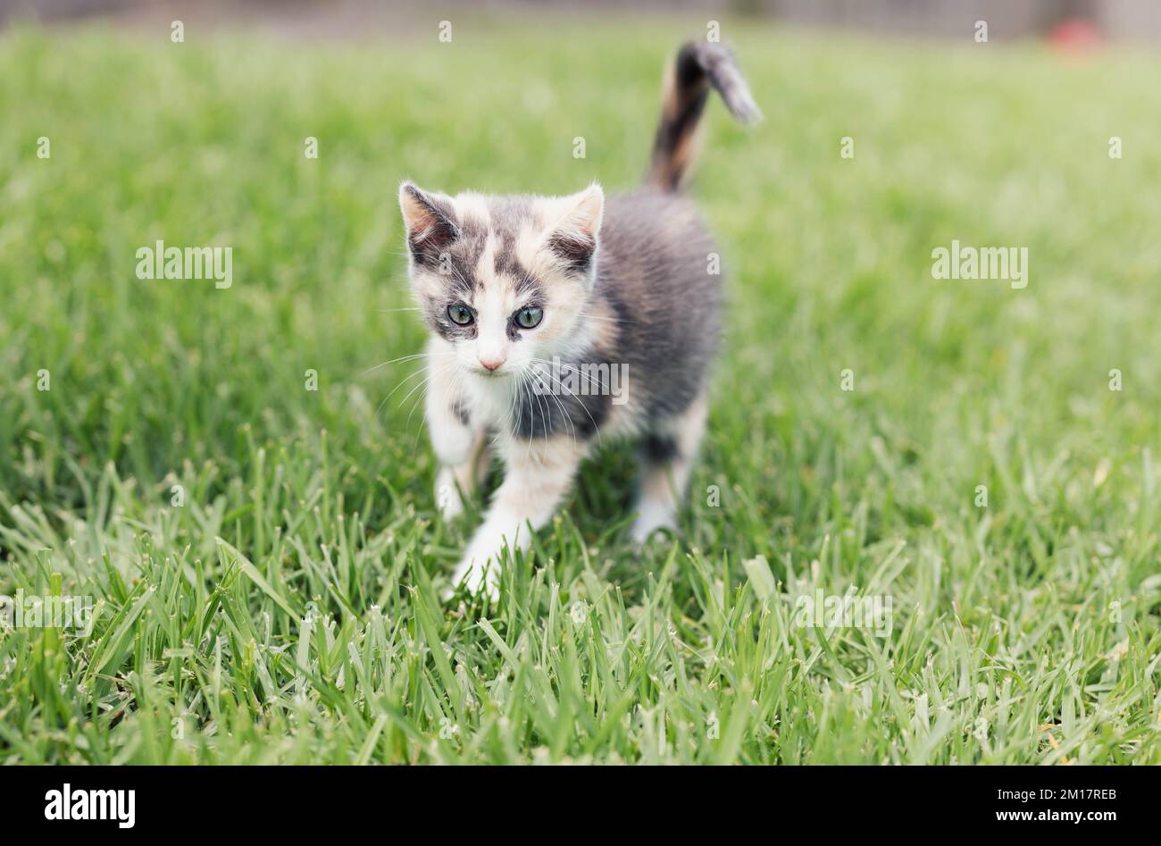 Calico cats hi-res stock photography and images - Alamy