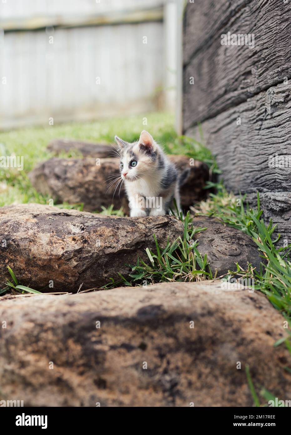 Small Young Calico Kitten Exploring Outdoors Backyard on Garden Rocks ...