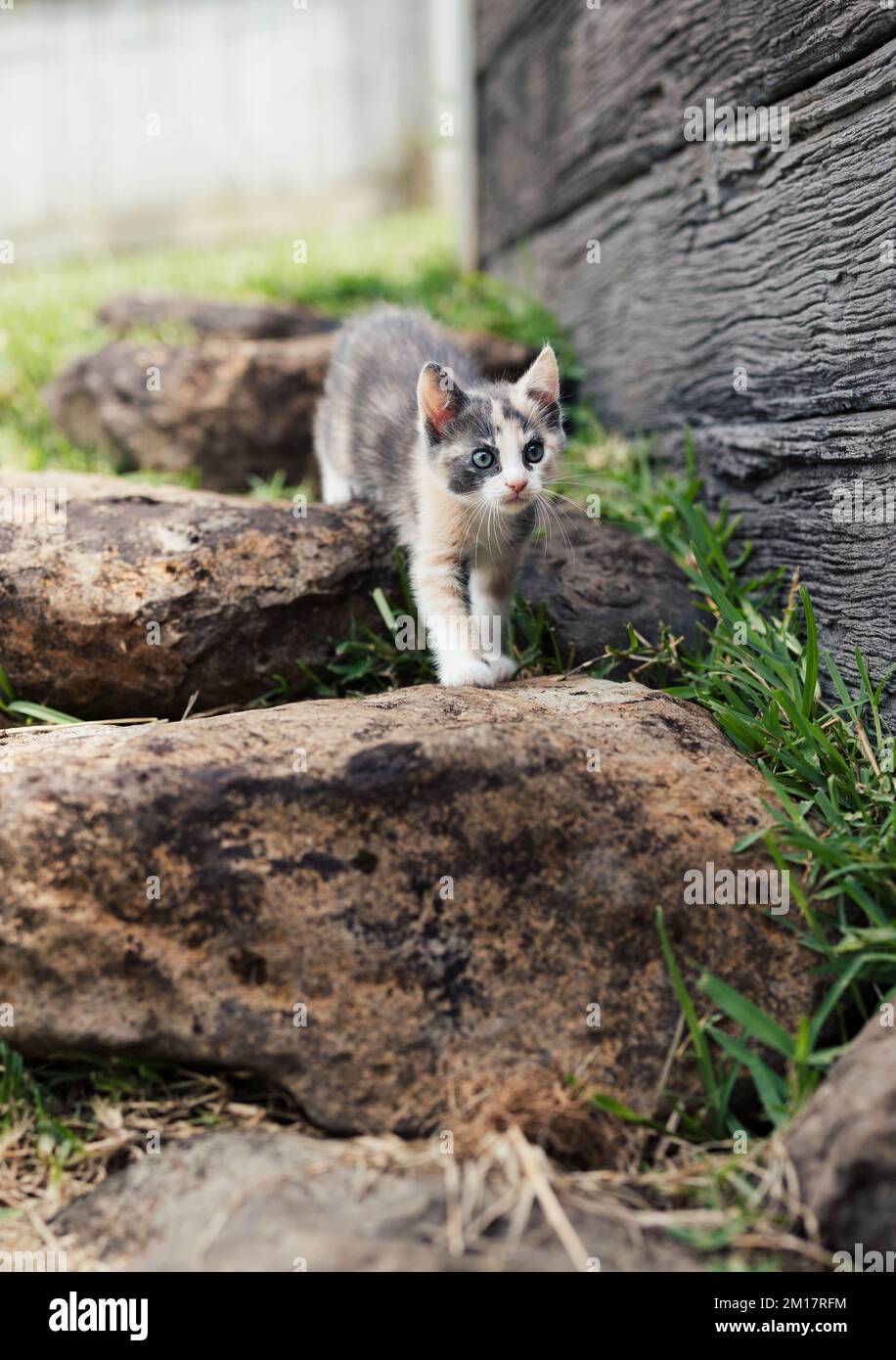 Small Young Calico Kitten Exploring Outdoors Backyard on Garden Rocks ...