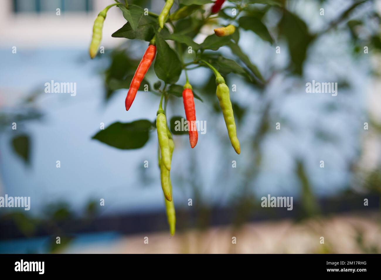 Chili pepper on branch hi-res stock photography and images - Alamy