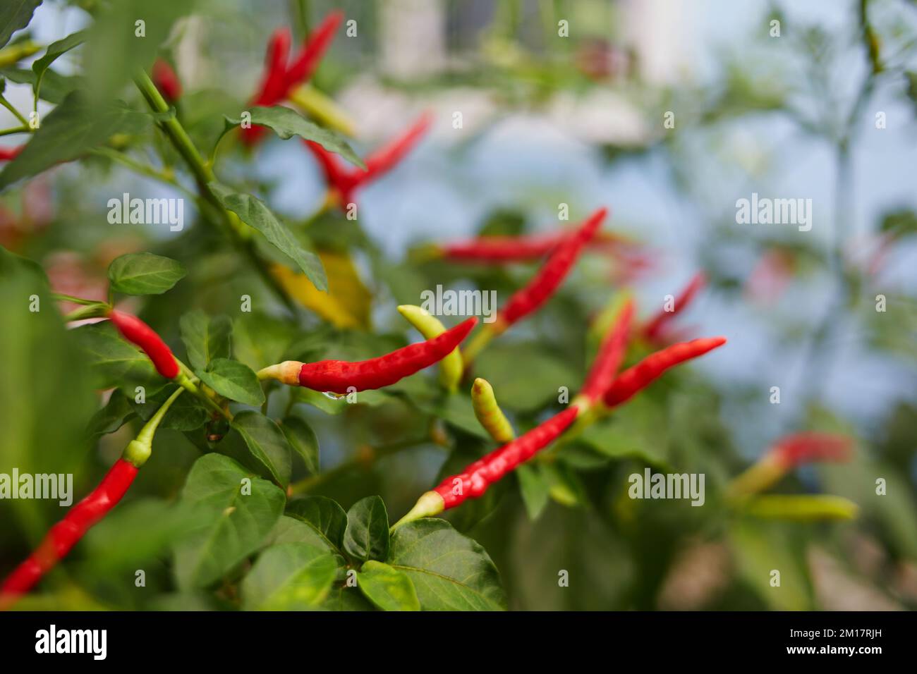 Fresh red chili peppers on tree branch Stock Photo - Alamy