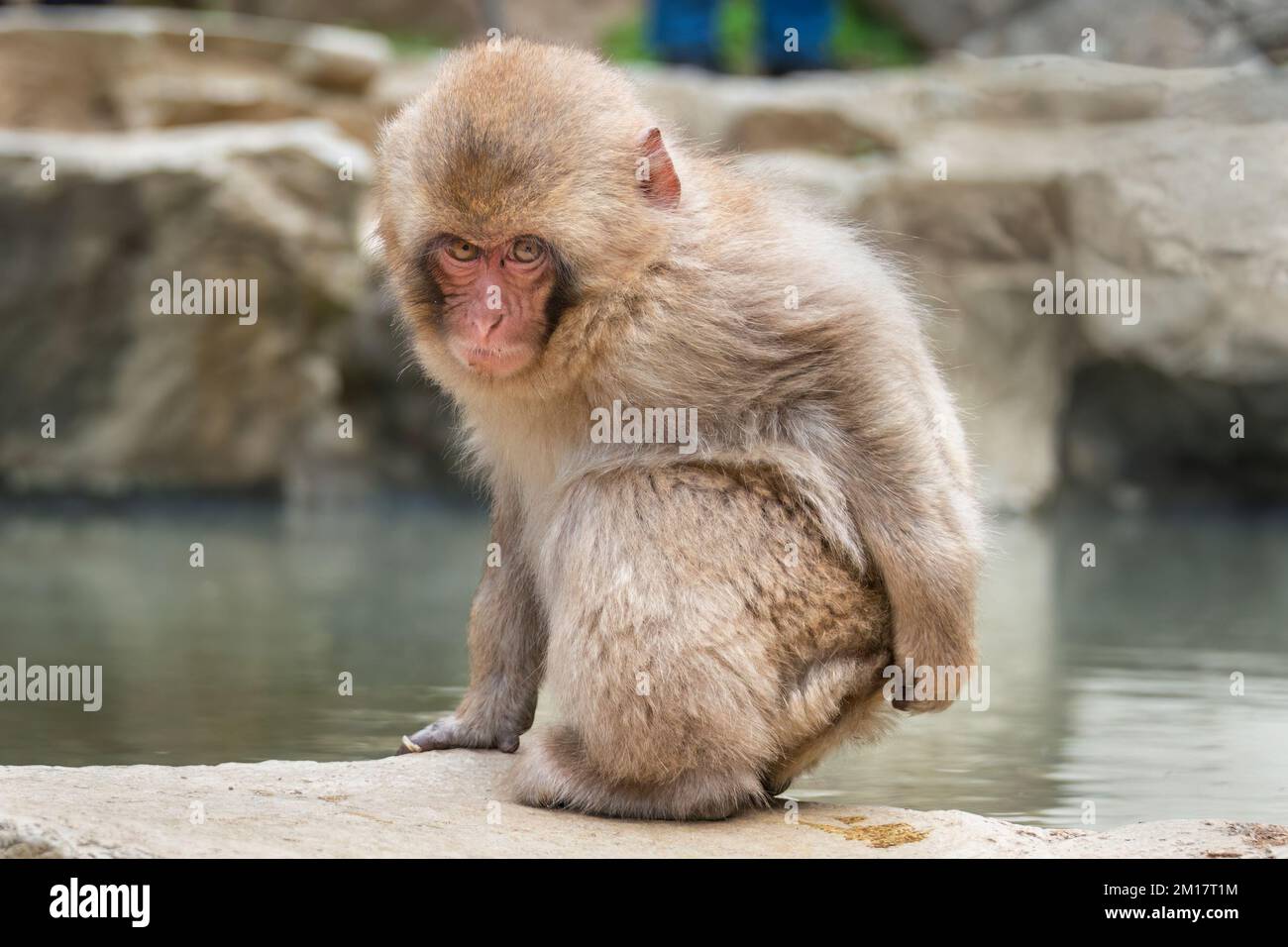 Baby Japanese Macaque monkeys sitting by the hot spring. Snow monkey ...