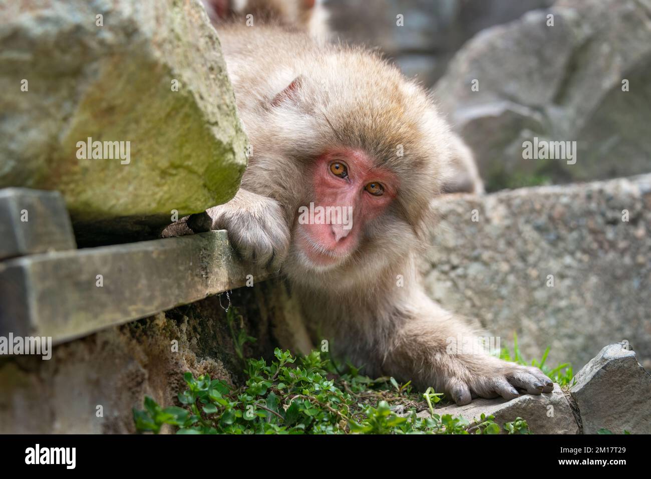 Peeping japanese hi-res stock photography and images - Alamy
