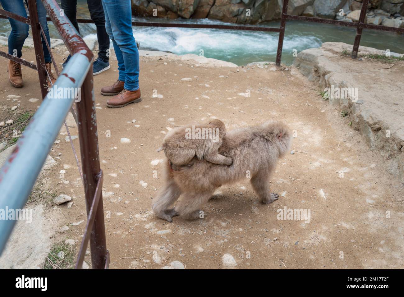 Baby Japanese Macaque monkey riding on its mother’s back crossing the ...
