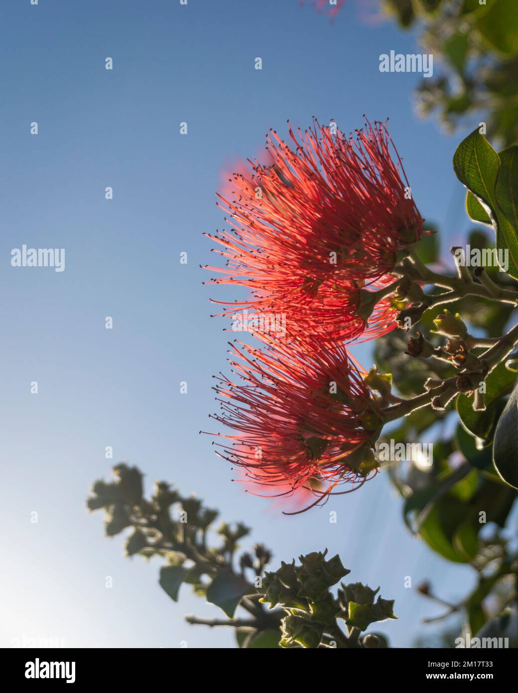 Pohutukawa trees in full bloom against a blue sky, New Zealand ...