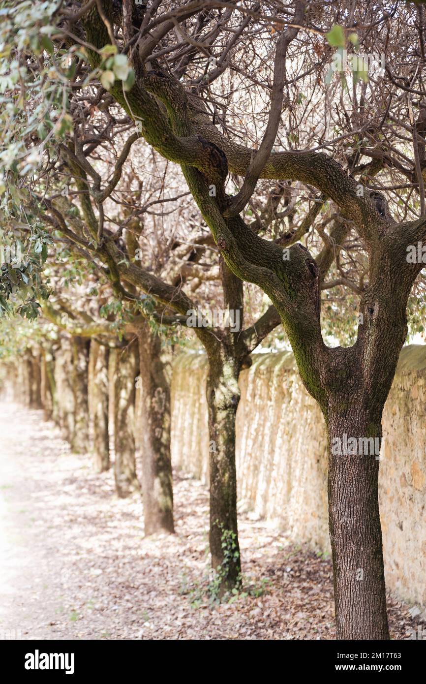 a row of trees in the spring of tuscany Stock Photo - Alamy