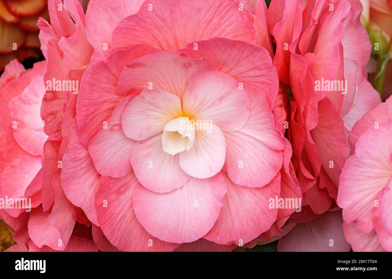 Ballarat Australia / The Annual Ballarat Begonia Festival is a popular ...