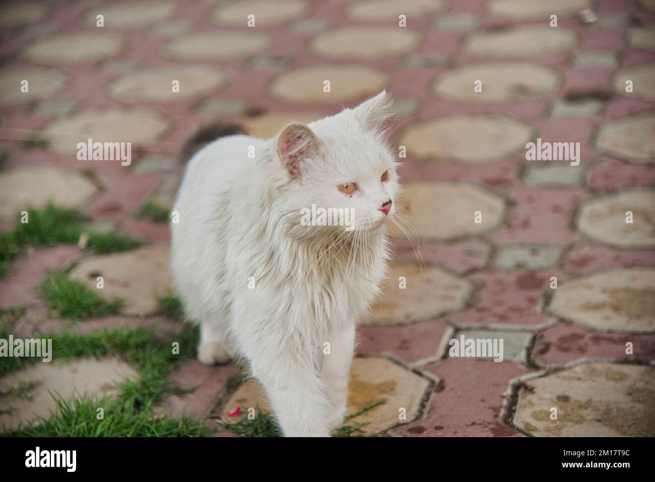 Cats know how to obtain food without labor, shelter without confinement ...