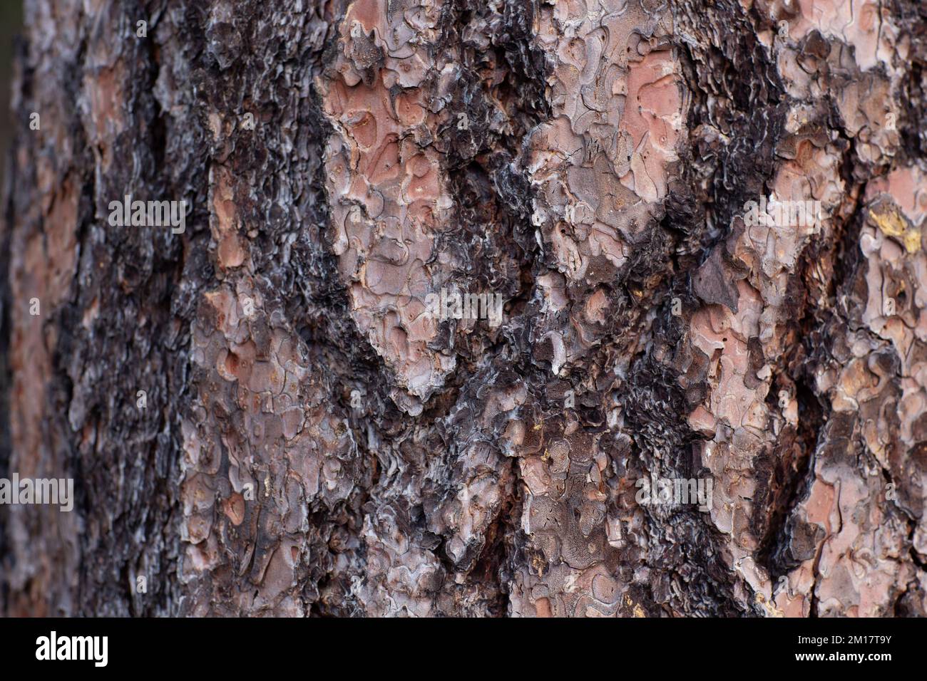 The bark on a Ponderosa Pine, Pinus ponderosa subsp. ponderosa, in Troy ...