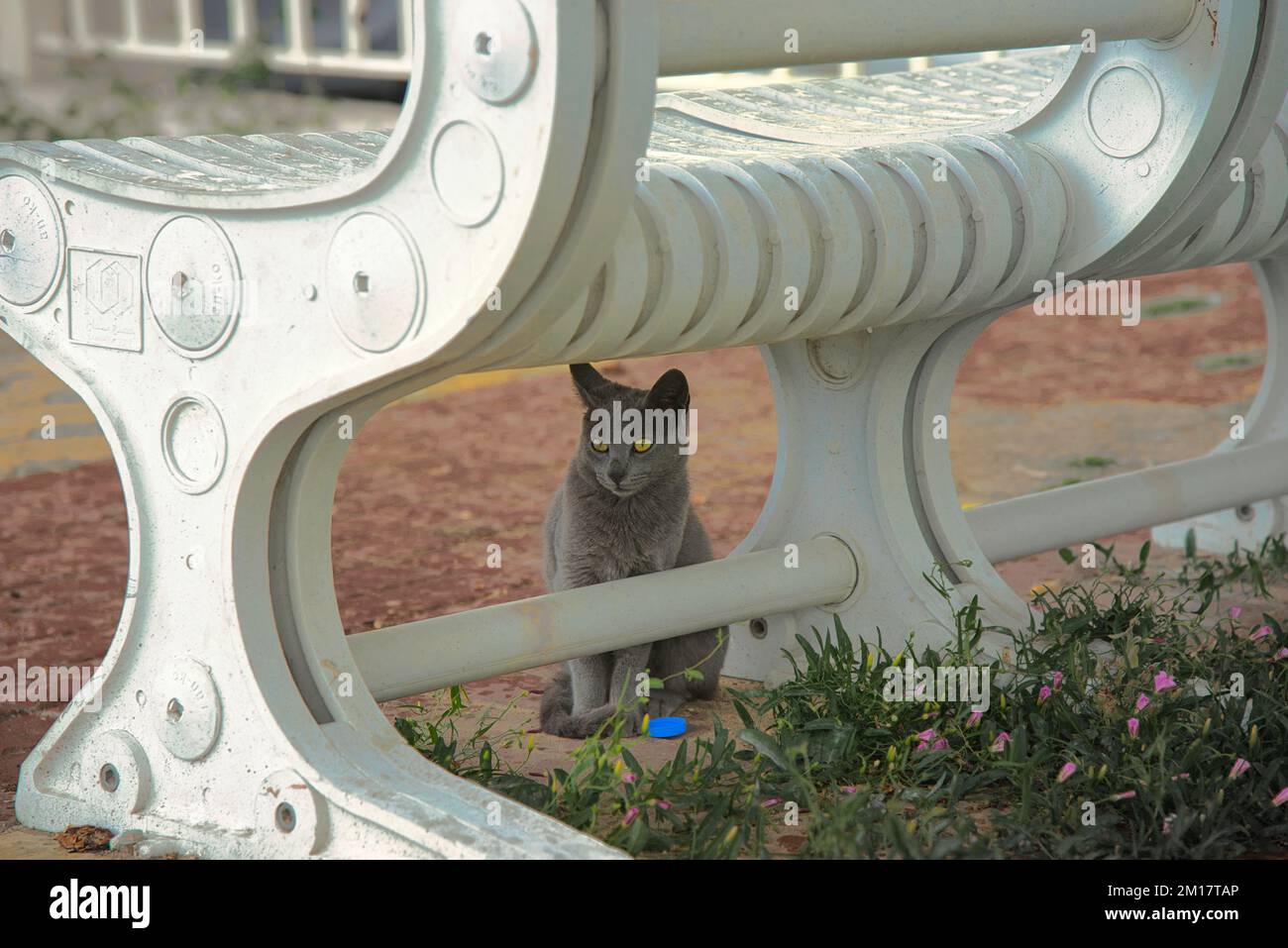 Cats know how to obtain food without labor, shelter without confinement ...