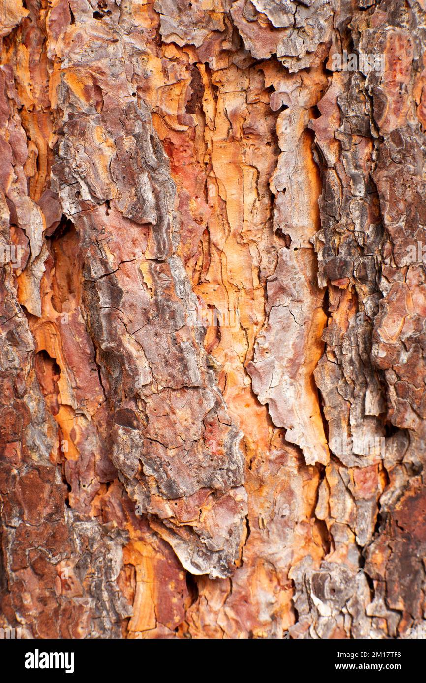 The bark on a Ponderosa Pine, Pinus ponderosa subsp. ponderosa, in Troy ...