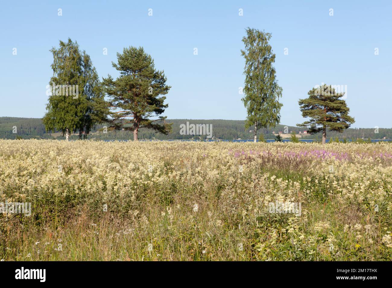 Nordic landscape, the countryside in the Inland during summer. Meadows ...