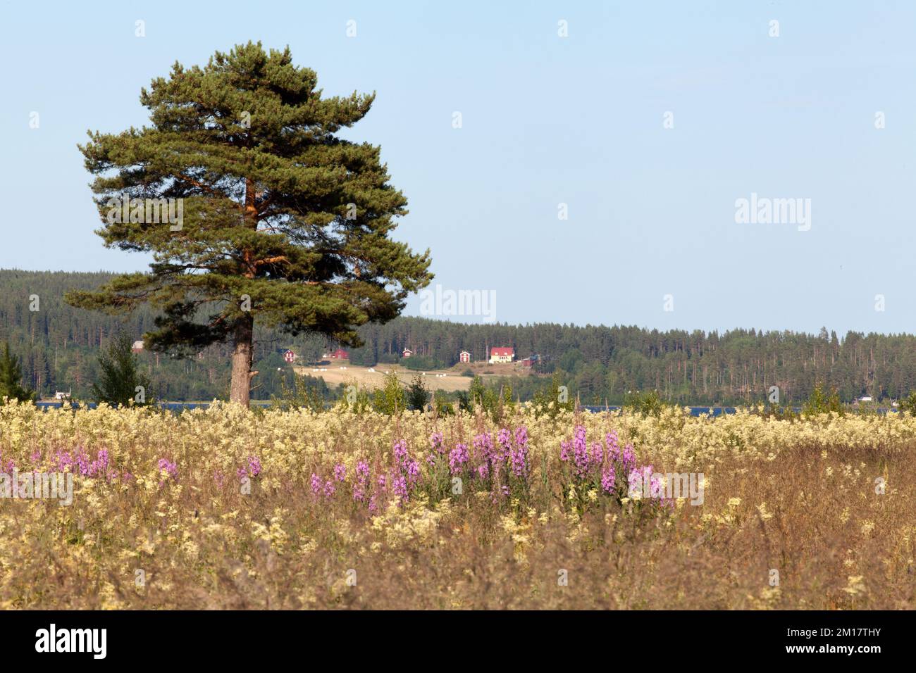 Nordic landscape, the countryside in the Inland during summer. Meadows ...