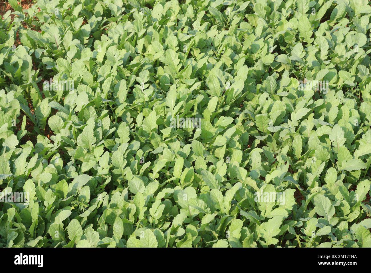 green colored radish spinach farm for harvest Stock Photo - Alamy