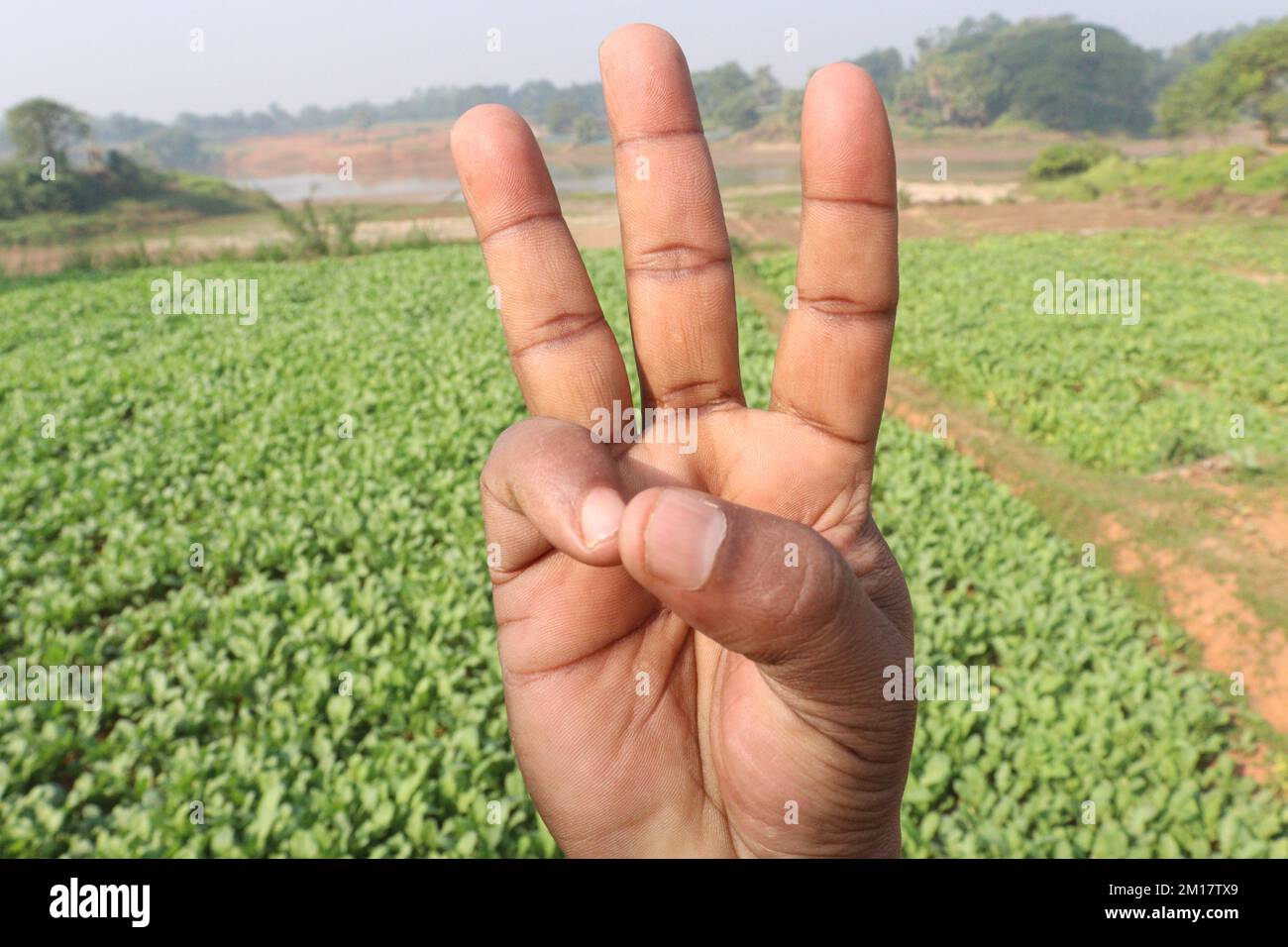 Gesture with finger on radish farm field Stock Photo - Alamy