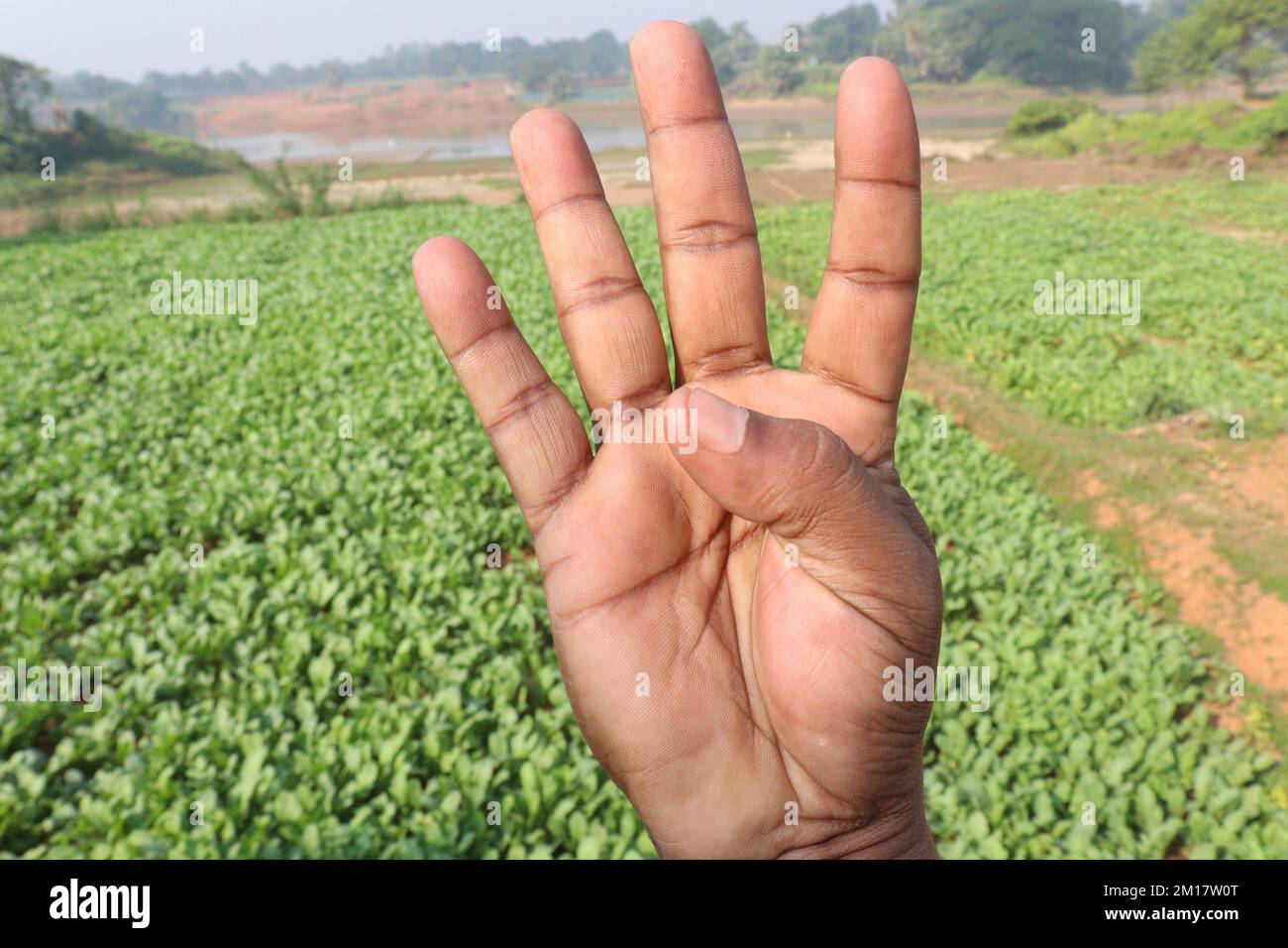 Radish farm hi-res stock photography and images - Alamy