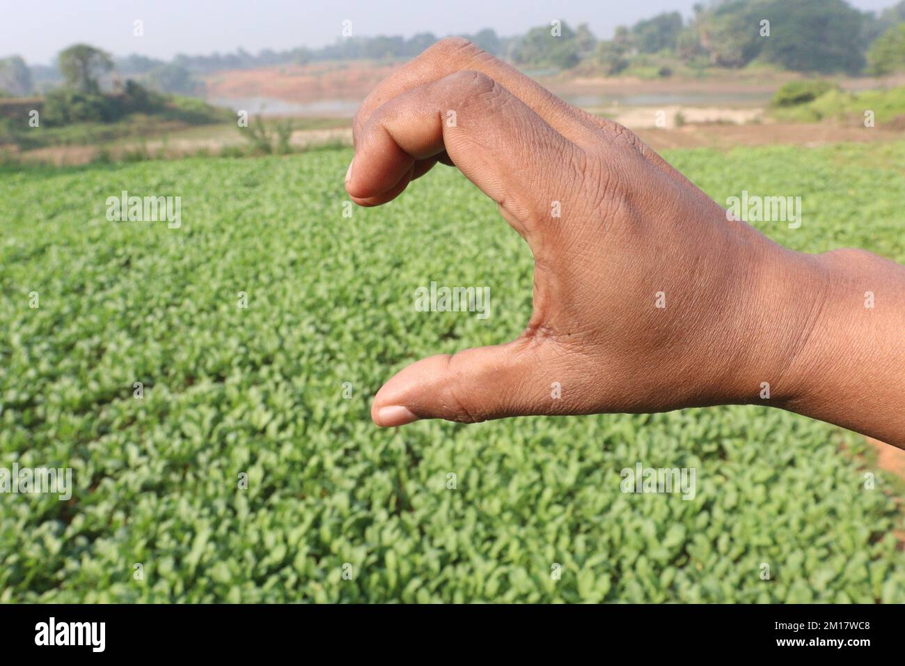 Radish farm hi-res stock photography and images - Alamy