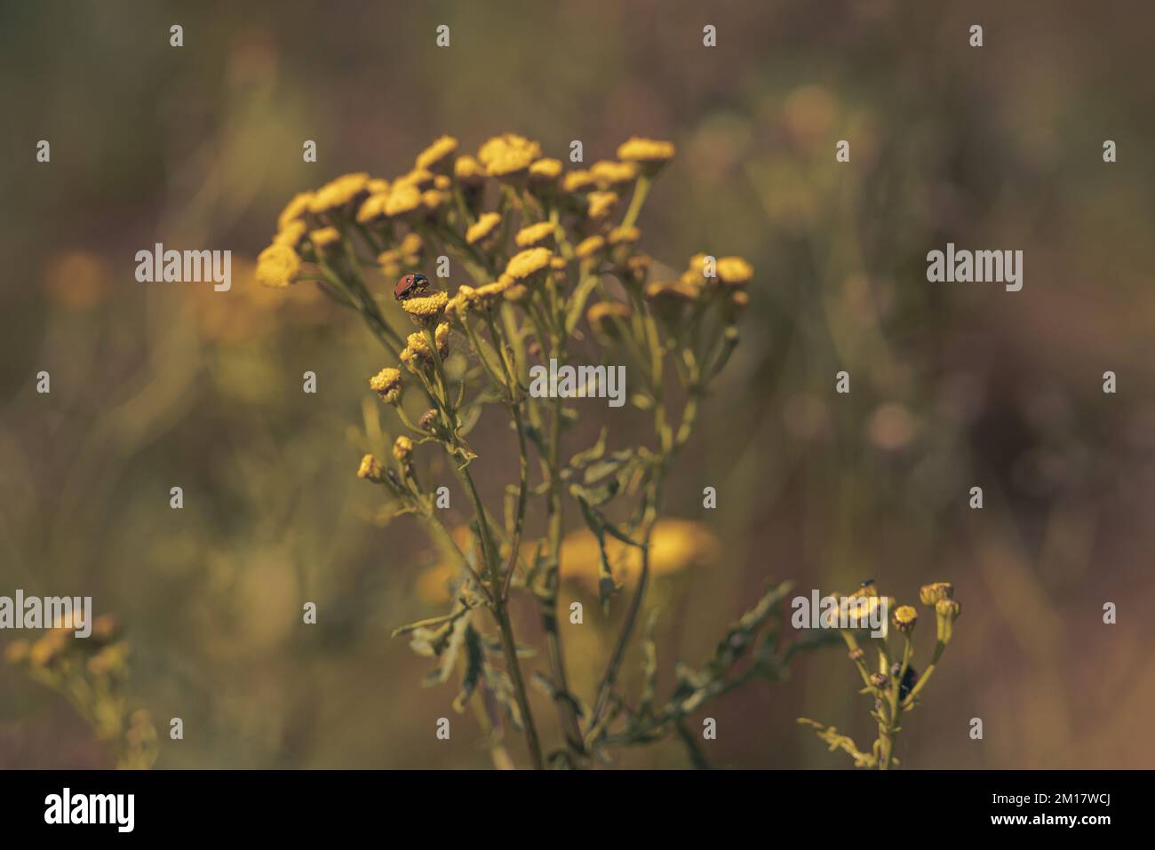 A closeup of common sneezer (Yarrow ptarmica) flowers growing in green ...