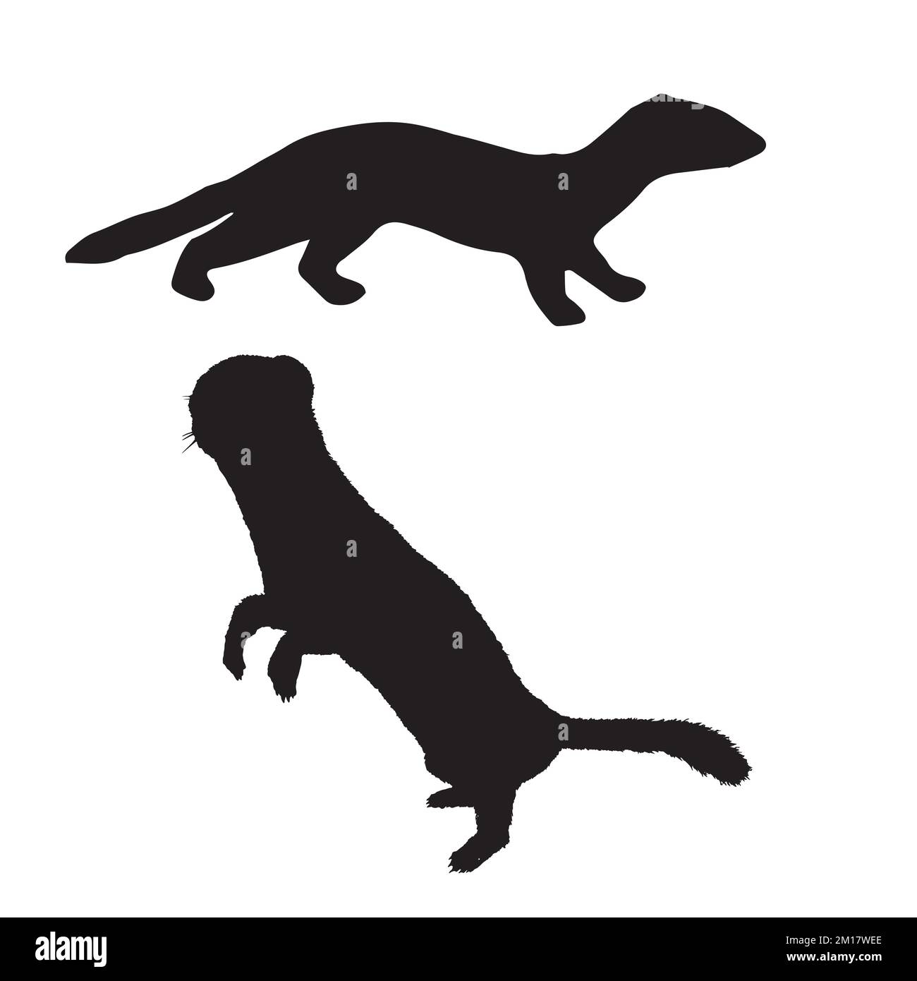 Weasel logo Stock Vector Images - Alamy Weasel logo Stock Vector Images - Alamy