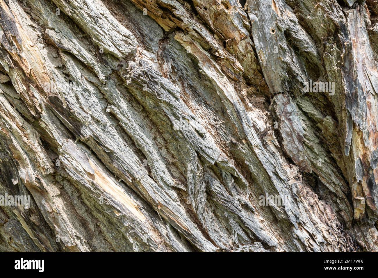 A closeup of a tree bark texture Stock Photo - Alamy