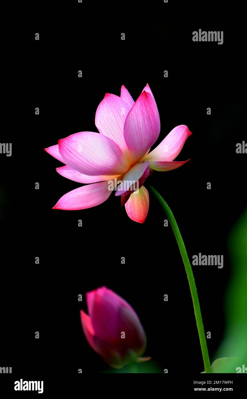 blossom lotus flowers Stock Photo - Alamy